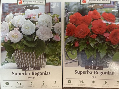 LOT 4 Flower Bulbs Superba Begonia White Red Bee Friendy Attracts ...