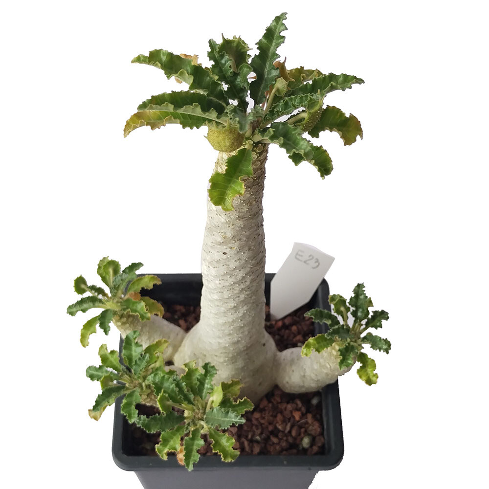Dorstenia lavrani hybrid for sale by Little One Plant Nursery | eBay