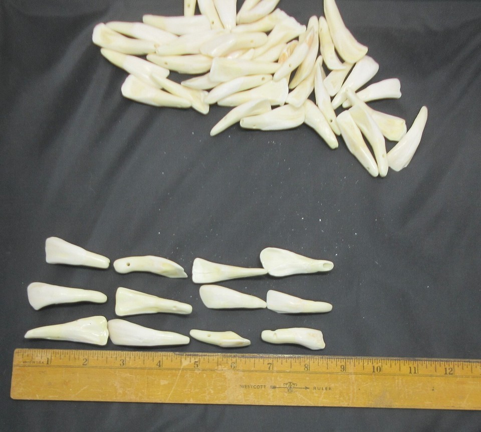 50 GENUINE WHITE BUFFALO TEETH TOOTH PENDANTS (HOLE) #BT1 | eBay