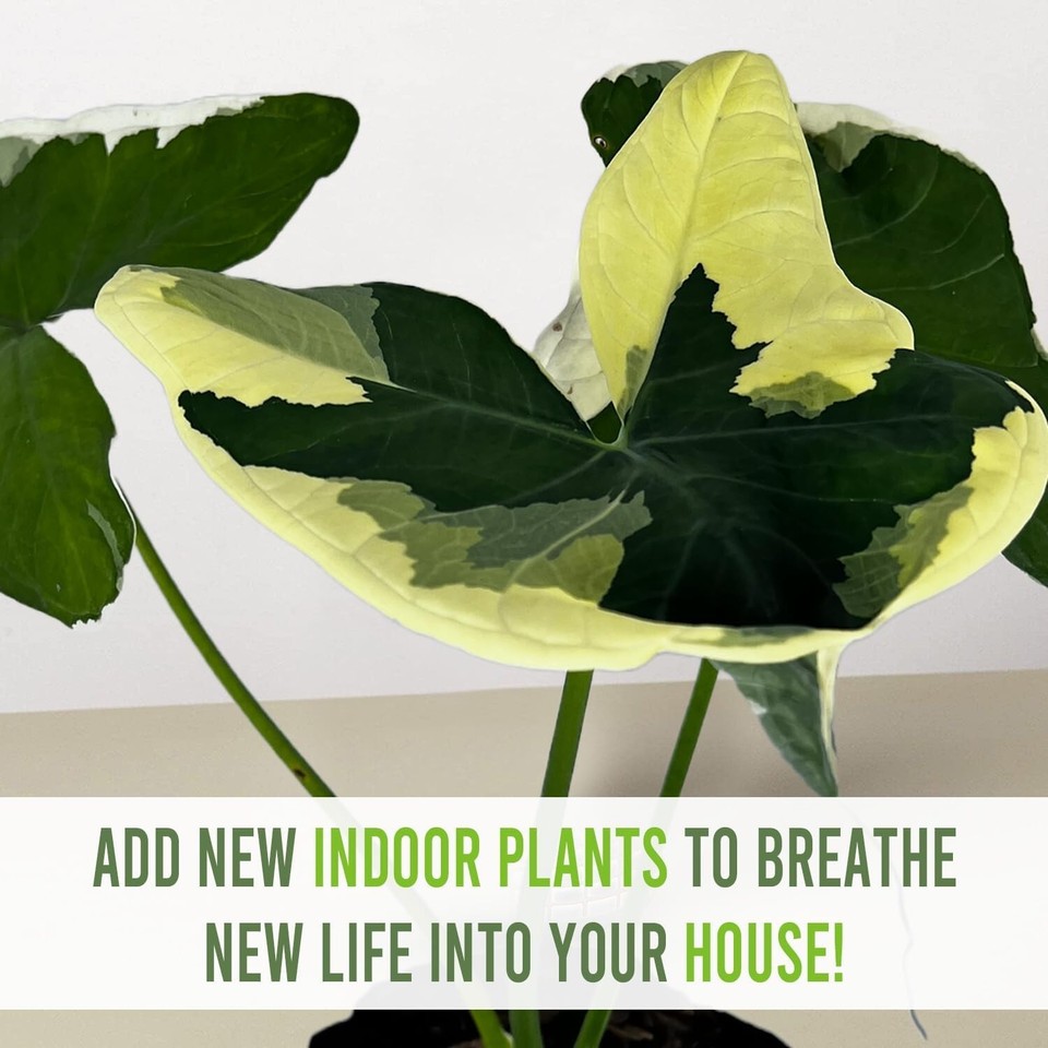 Alocasia Variegated Mickey Mouse Heartshape Live Indoor House Plant | eBay