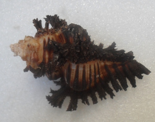 Chicoreus brunneus 63.5 mm F+++very nice splendid spines , w/opercolum ...