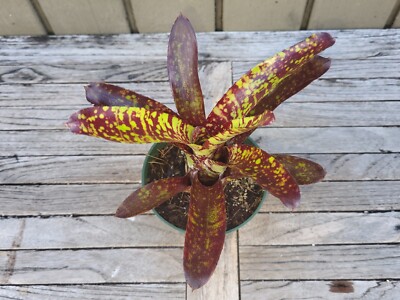 Neoregelia 'Aztec' rare exotic bromeliad | eBay