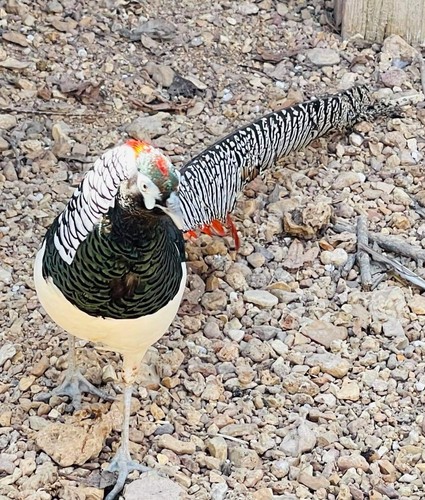 6 Lady Amherst Pheasant Hatching Eggs IN HAND Ready To Ship | eBay