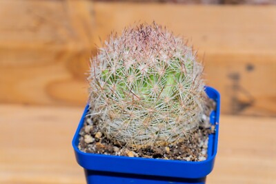MOUNTAIN BALL CACTUS, SUPER RARE, Echinocactus simpsonii Engelmann, | eBay
