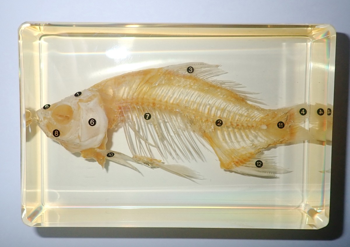 Labeled Parts Of A Goldfish