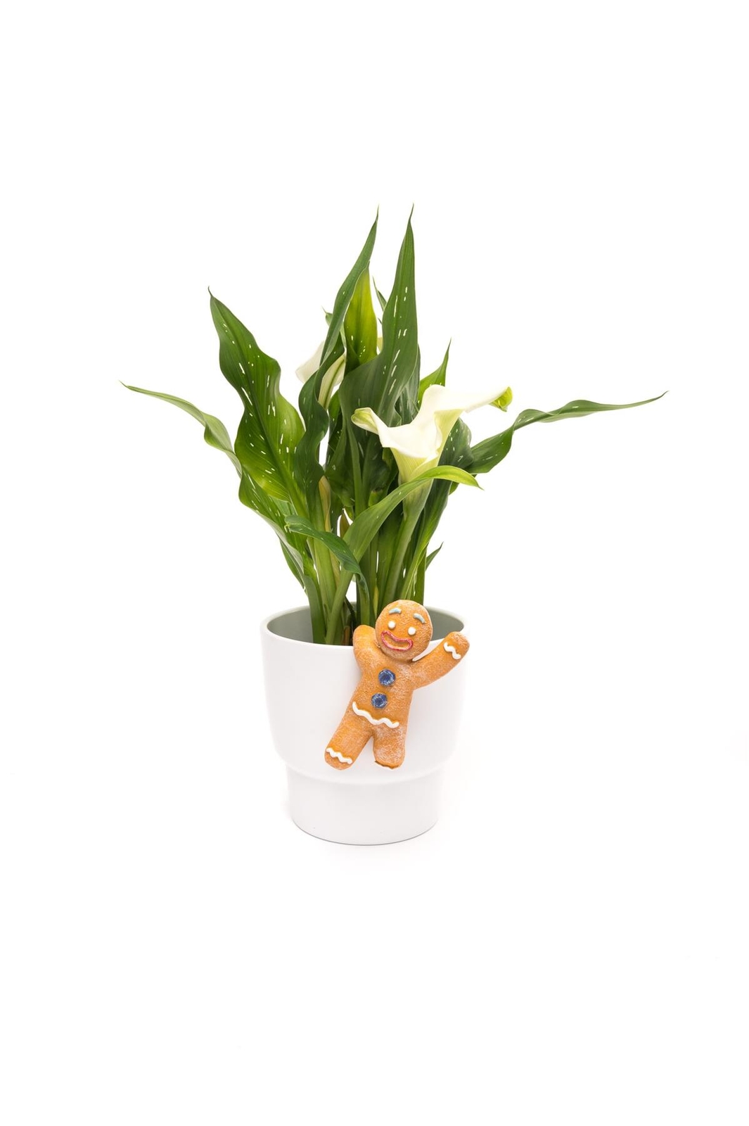 Pot Buddies Christmas Gingerbread Man Plant Pot Hanger | eBay