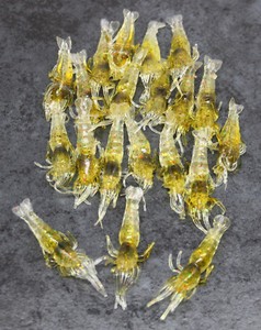 Soft plastic prawns X20, 4.8cm. Soft Lure, Shrimp, Yabbie, Nipper ...