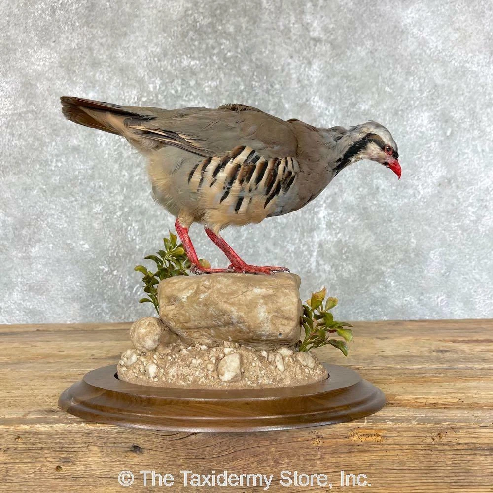Chukar Mounts