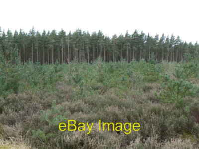 Photo 6x4 Young conifers Cloddymoss New growth in a previously cleared ...