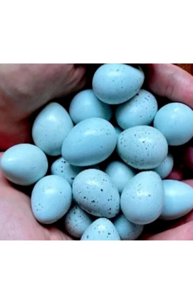 15 Celadon Blue Quail Hatching Eggs, High Hatching Rate | eBay
