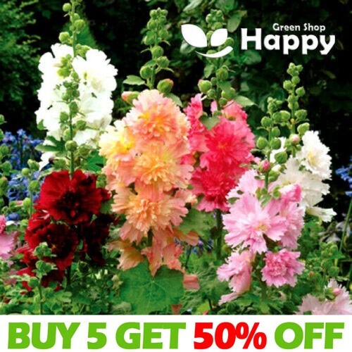 Dwarf Hollyhock - MAJORETTE DOUBLE MIX - 150 SEEDS - Althaea rosea ...