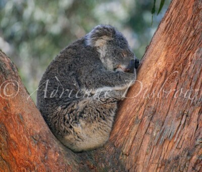 Peace" - 16x20 Floating Framed Canvas - Koala Sanctuary Story* | eBay