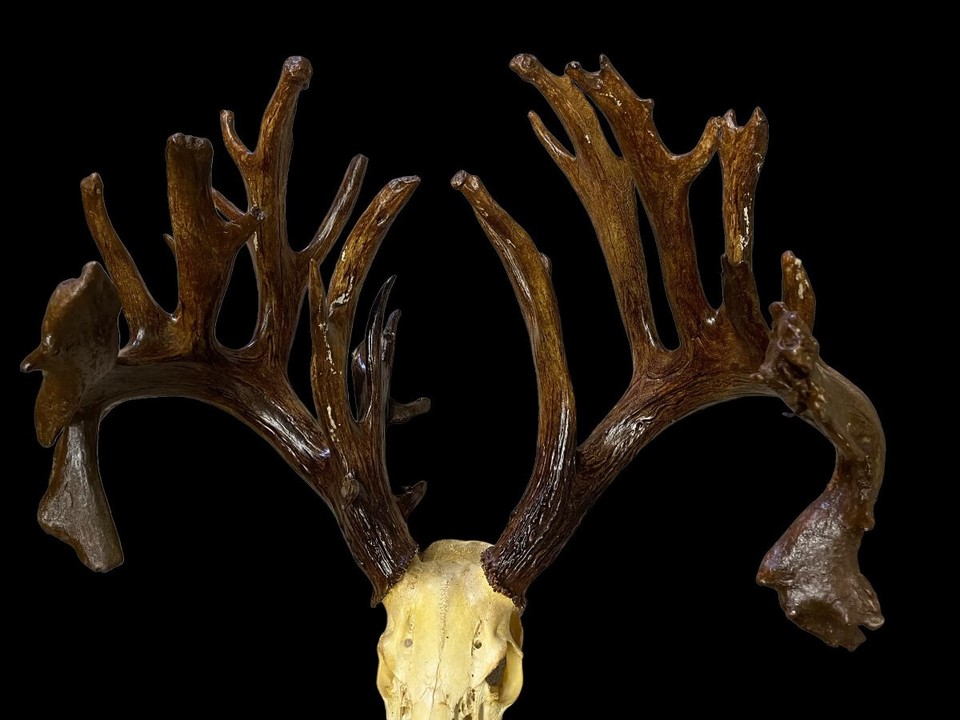 Monster 33 point - NonTypical Whitetail Deer ANTLERS-Skull Big Club ...