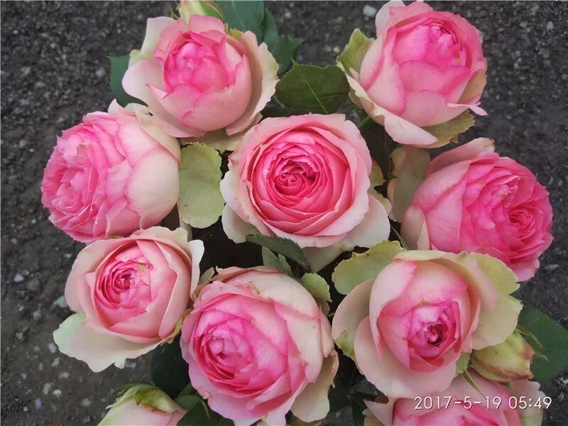 Climbing Roses “First Lady” Bare Root Starter Plant Live Plant Garden ...