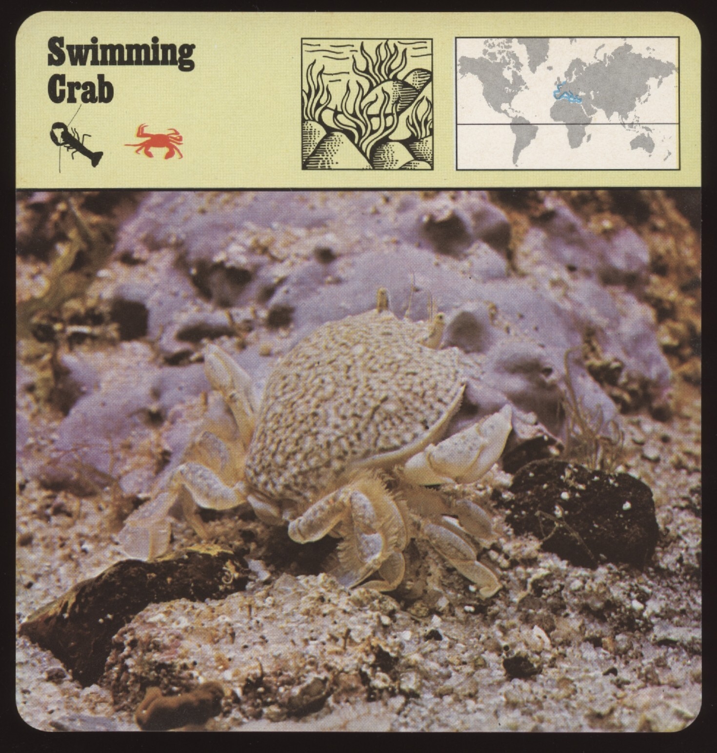 Swimming Crab Safari Cards Rencontre Arthropods | eBay