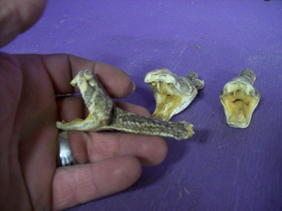 1 Real animal stuffed western diamondback rattlesnake taxidermy head ...