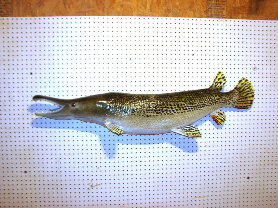Alligator Gar Replica Taxidermy Alternative Hand Made Carved Wall Mount ...