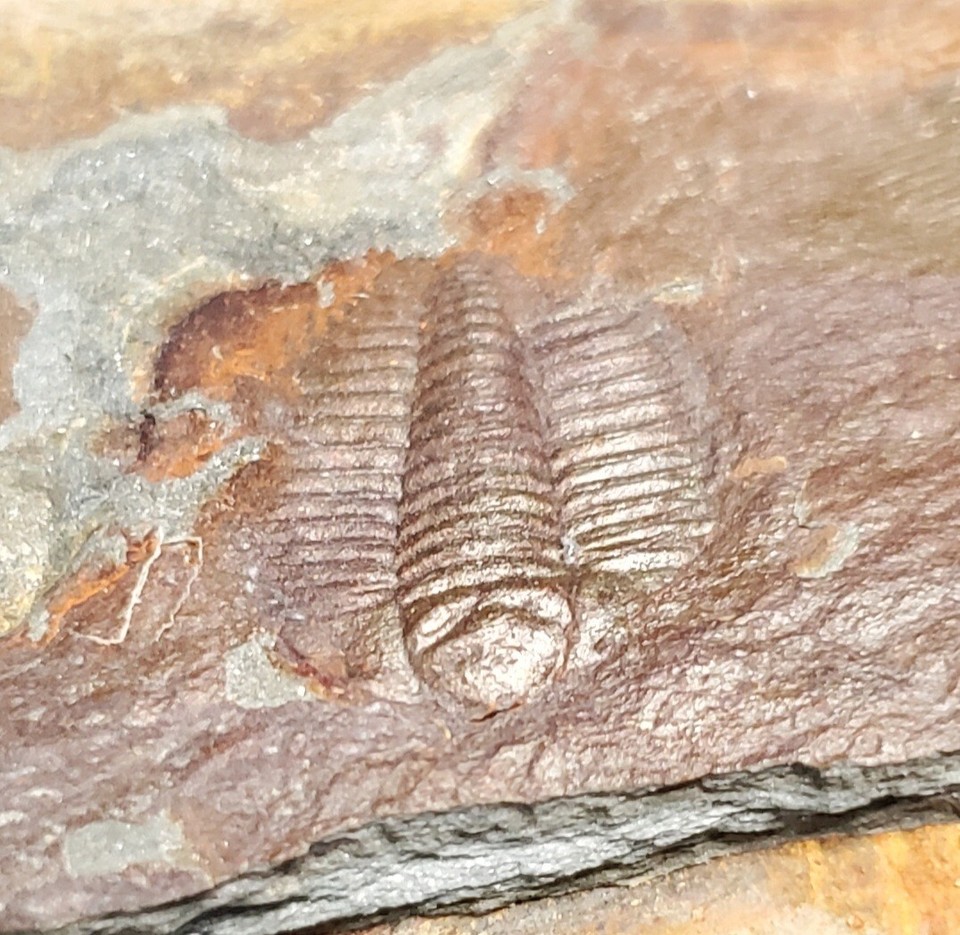 trilobite: A nicely preserved example of an Olenus trilobite from Wales ...