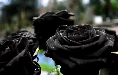 Black Magic Rose Seeds ~ Bacarra Rose ~ Almost Black Flowers ~ Exotic ...