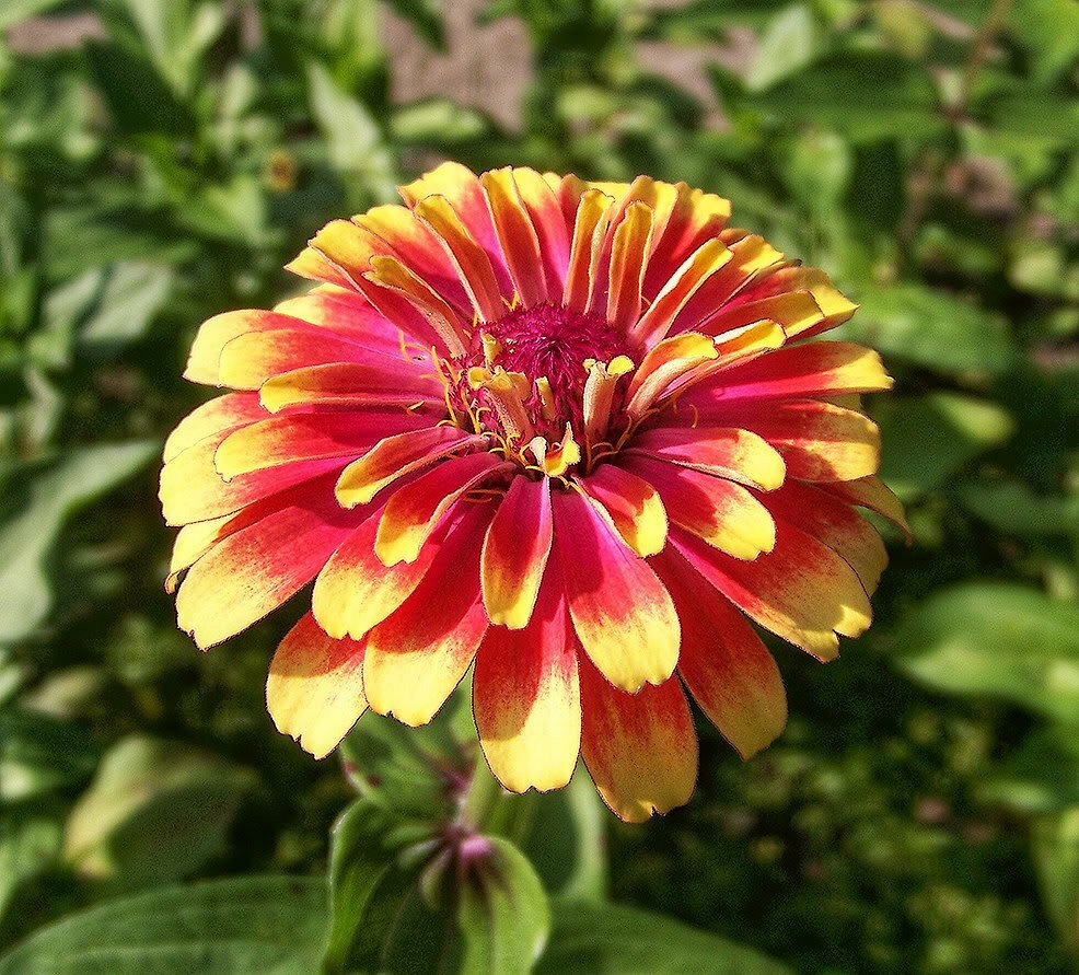 50 Zinnia Seeds Zinnia Aztec Sunset Flower Seeds | eBay