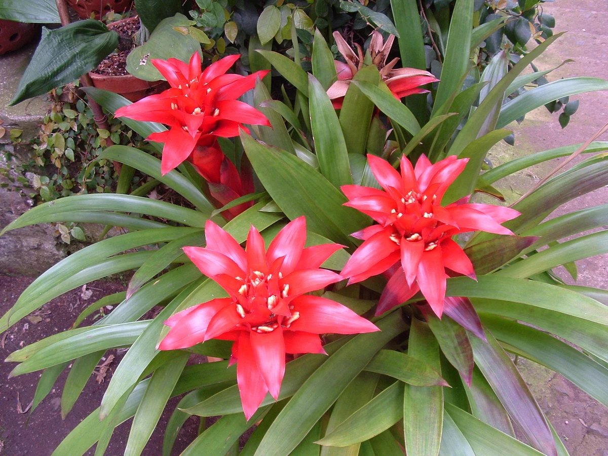 Guzmania Flowering Time | Best Flower Site