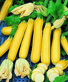 Squash Summer Golden Zebra Zucchini 100 seeds | eBay