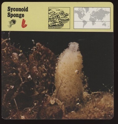 Syconoid Sponge Safari Cards Rencontre Invertebrates | eBay