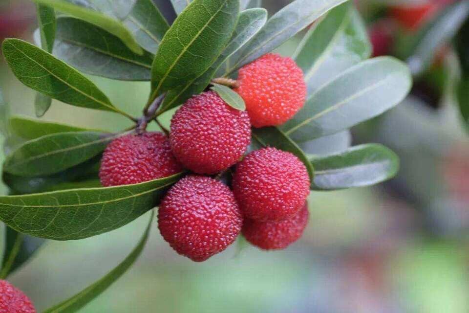 10 Red Bayberry Myrica Rubra Chinese Strawberry Organic Seeds ...