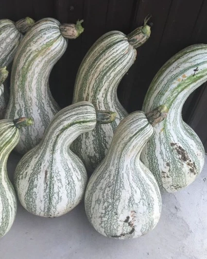 Green Striped Squash