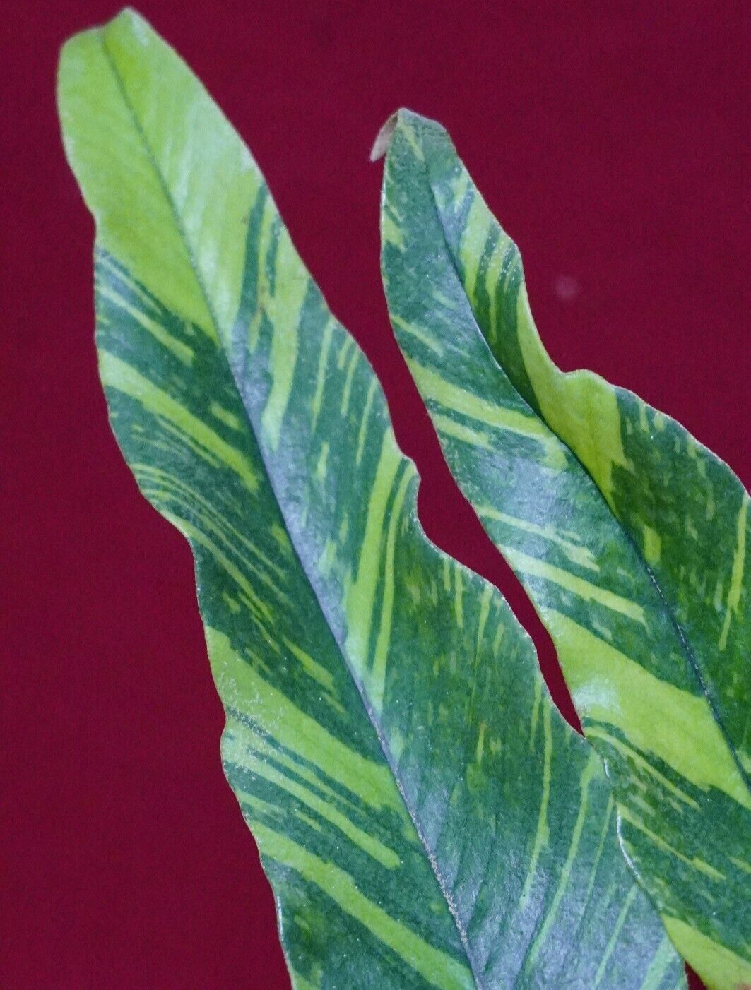Variegated Ferns - Hand-Curated Collections | PlantShark.io | The Plant ...