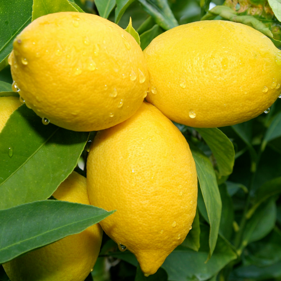 50 Lemon Seeds Lemon Tree Seed Citrus limon Heirloom Organic | eBay UK