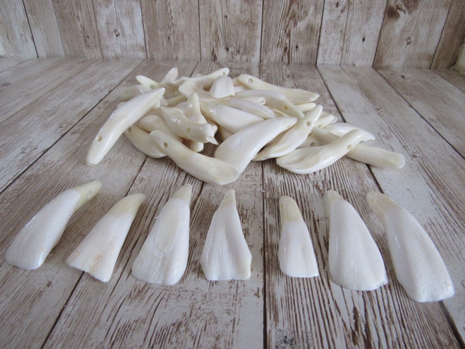 50 Buffalo Teeth Drilled Taxidermy Beads Jewelry Crafts Necklace ...
