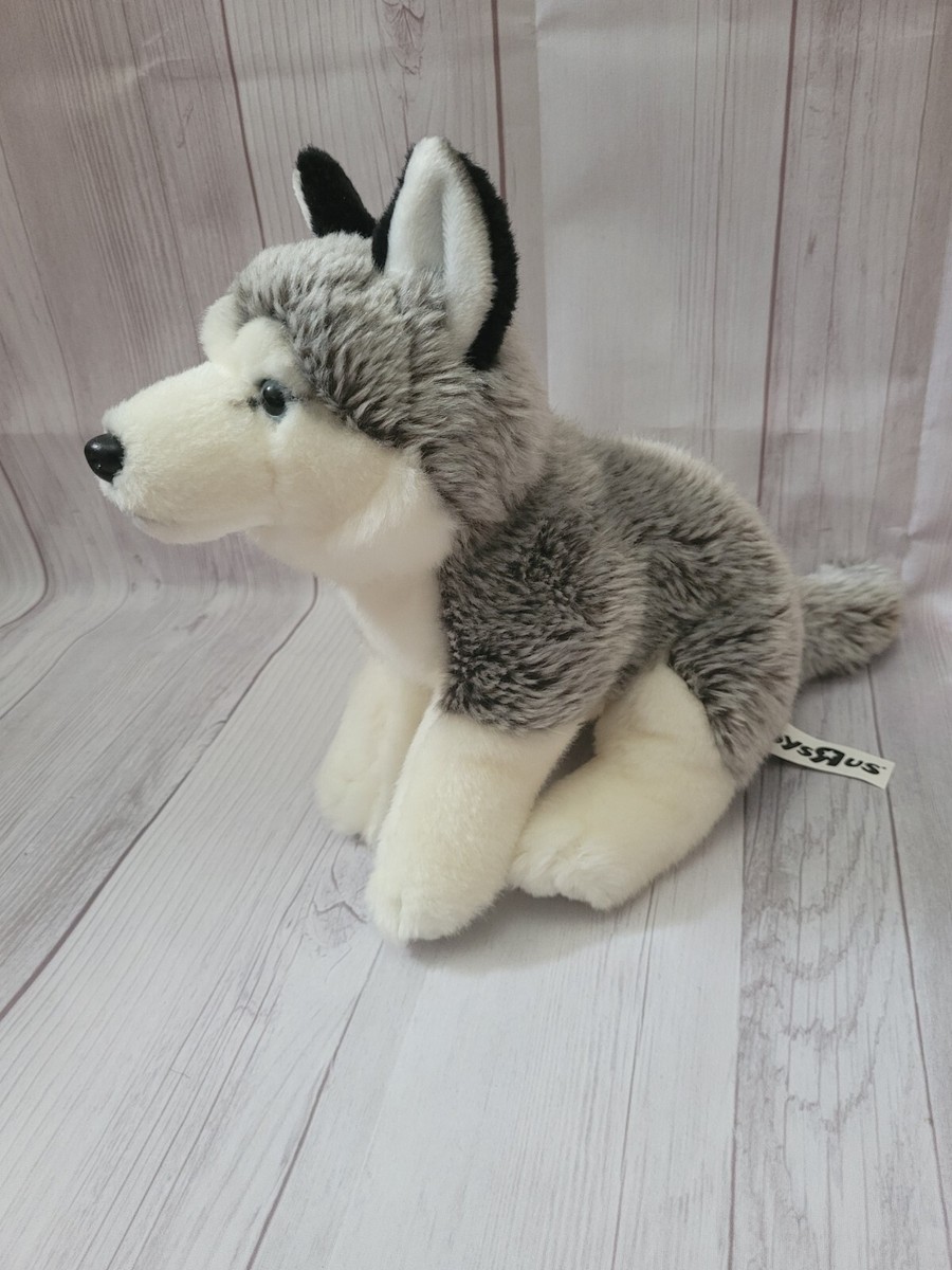 Grey Wolf Pup Blue Eyes