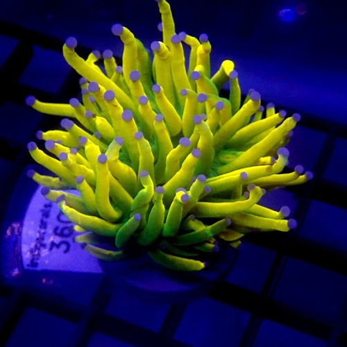 Malaysian Holy Grail Gold Torch WYSIWYG - Indigo Corals - IC 3605 | eBay