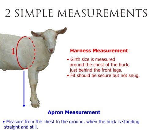 Anti Mating Anti Breeding OLOR Buck Apron™ with Harness - Goats/Sheep ...