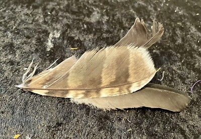 Owl Feather Brooch/ Pin Badge | eBay UK