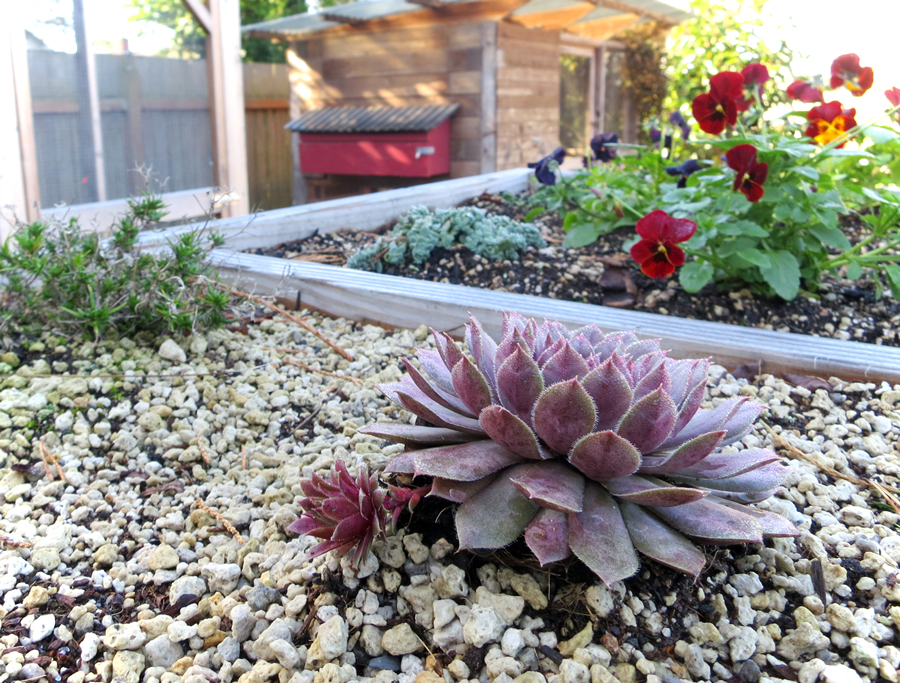 Chicken/Rabbit Run Plans: The Garden Run Half-Height (eBook on USB ...