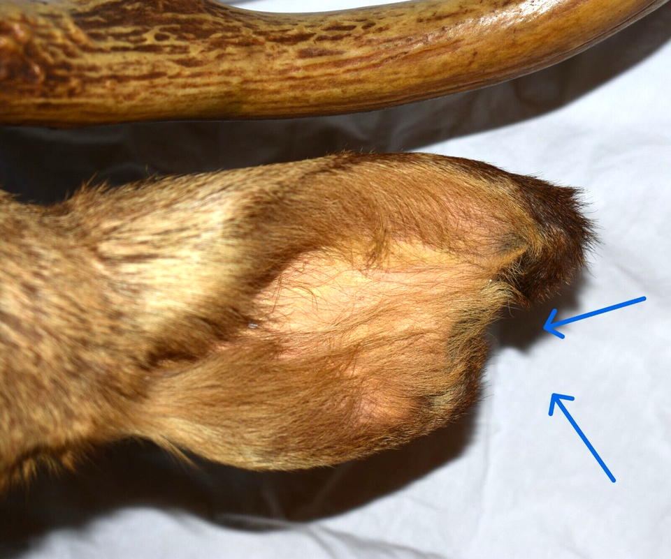 8-Point Whitetail Deer Real Wild Fighting Stag in Rut Shoulder Mount | eBay