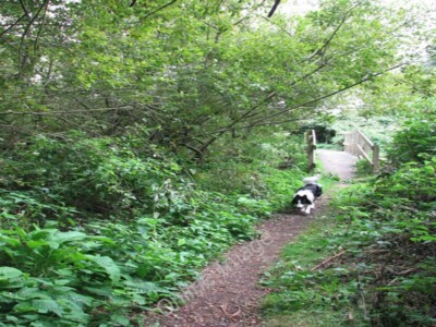 Photo 6x4 Damgate Wood Acle This path which closely follows the railway ...