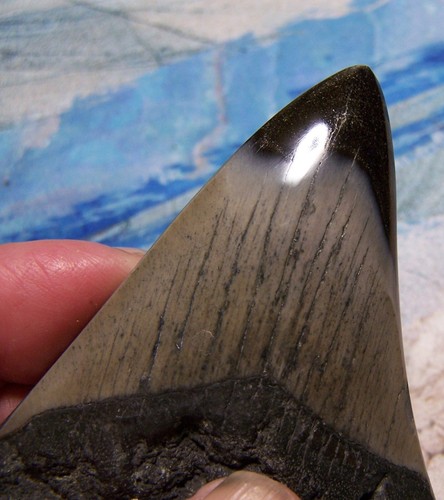 MEGALODON SHARK TOOTH 3 3/8" SHARK TEETH BIG JAW FOSSIL STUNNING COLOR ...