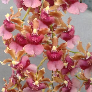 redfoxorchids | eBay Australia Stores