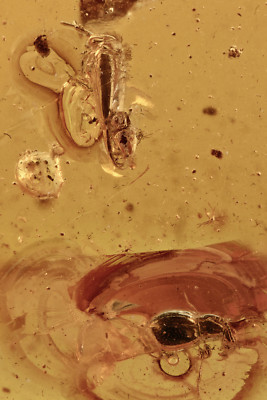 SCYDMAENIDAE Ant like Stone Beetle & Collembola BALTIC AMBER 181219-65 ...
