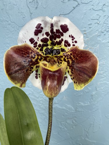 Original Paph Paphiopedilum Millennium Lancer '#K' | eBay