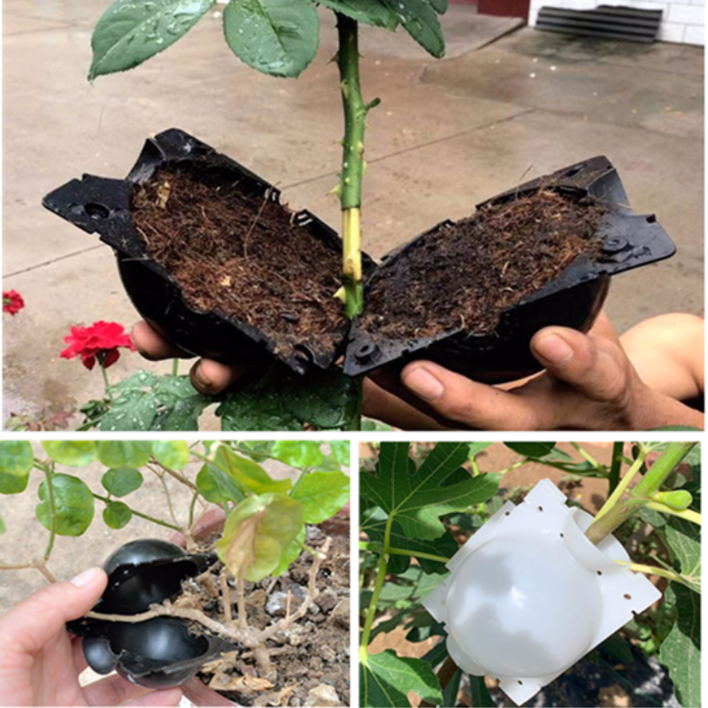 10× Plant Rooting Devices Growing Grafting Box High Pressure ...