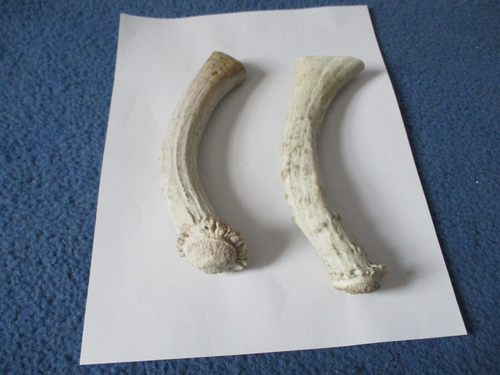 2 Real Deer Antler pieces ,ends, for knife handle dog chew craft antler ...