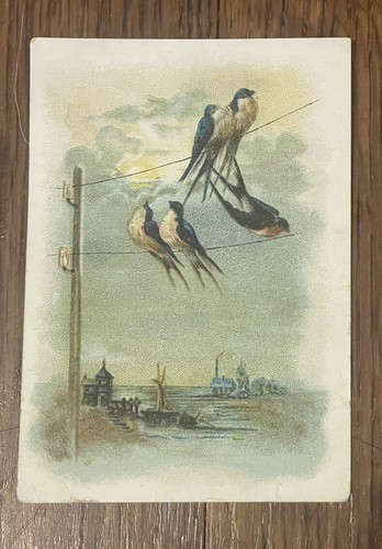 Blank Victorian Trade Card- Birds Perching | eBay