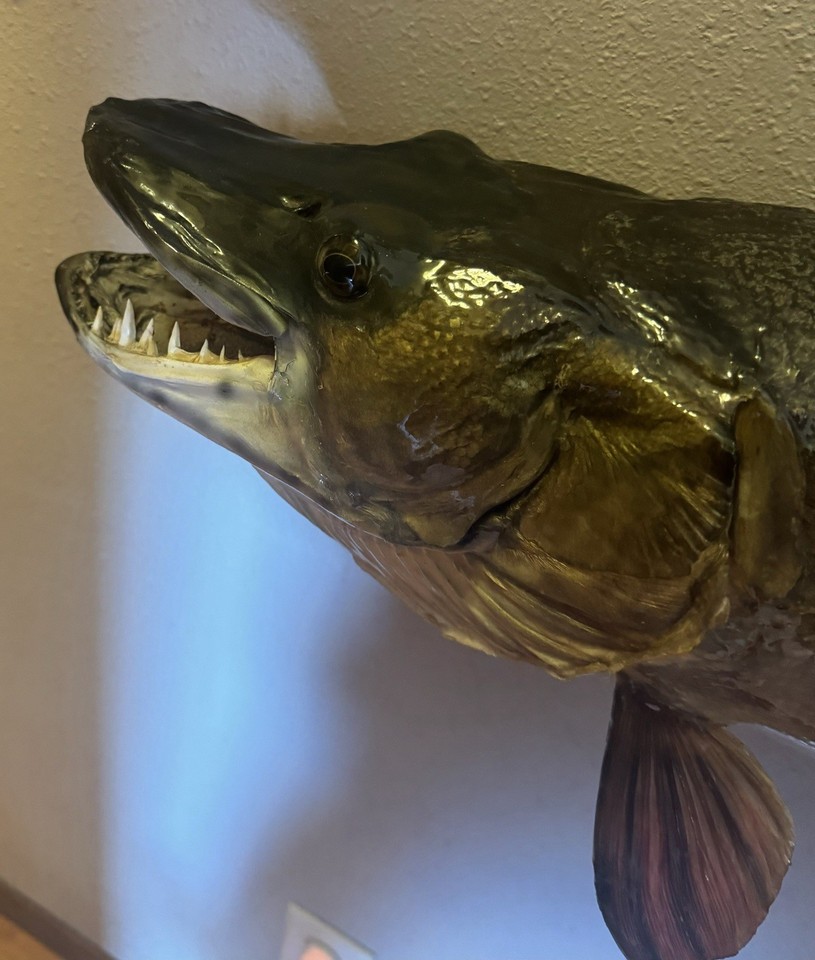Muskie Taxidermy Skin Mount 49 Inches Long The Fish Was In Musky Hunter ...