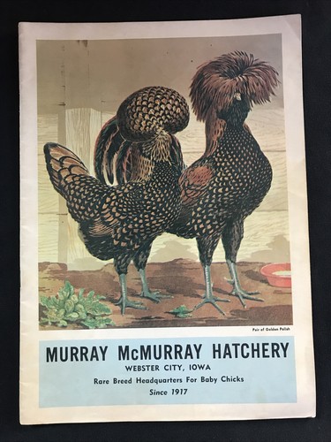 Murray Mcmurray Hatchery Webster City Iowa Poultry 1973 ? Golden Polish ...