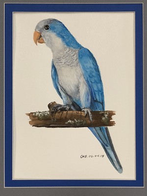 Blue Quaker Original Painting Watercolor with Mat | eBay