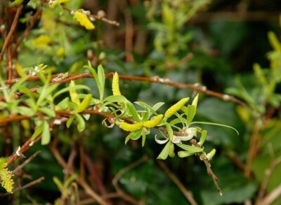 Photo 6x4 Island Reagh Strangford Lough (7) Ballydrain See [[776344 ...